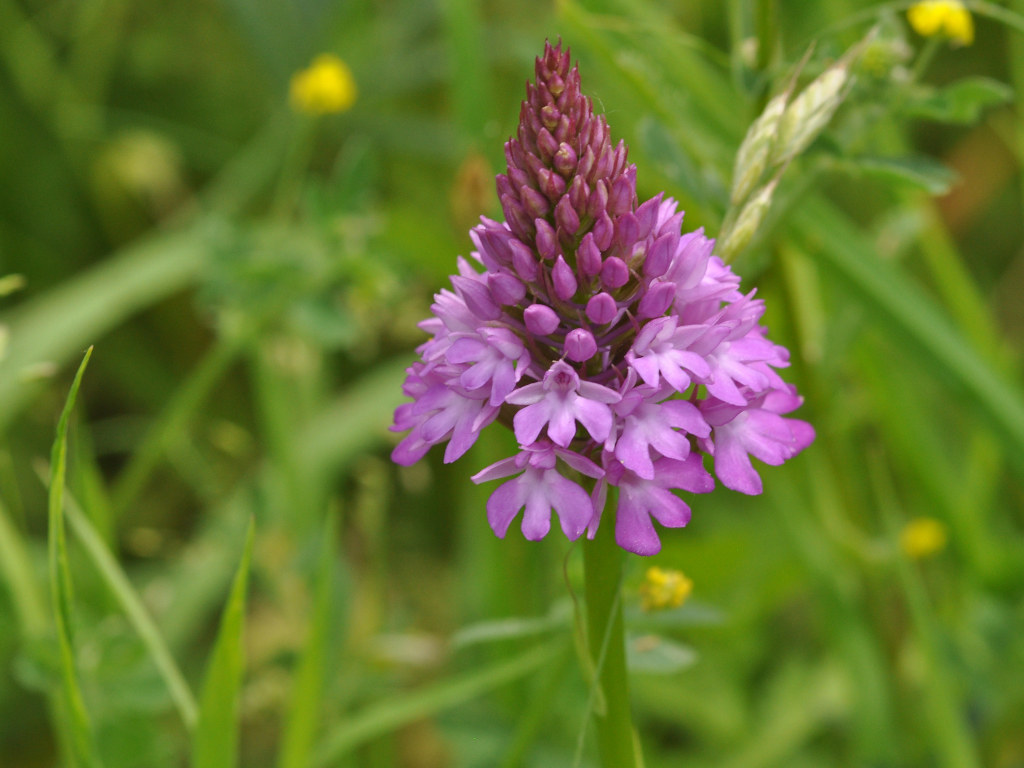 Focus on… Friends of Horsted Valley – Medway Urban Greenspaces Forum